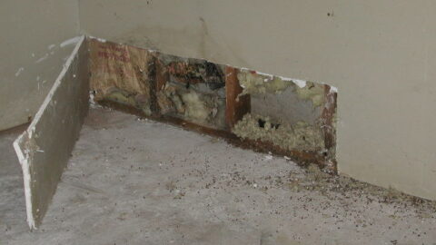 Mold Inside Your Walls